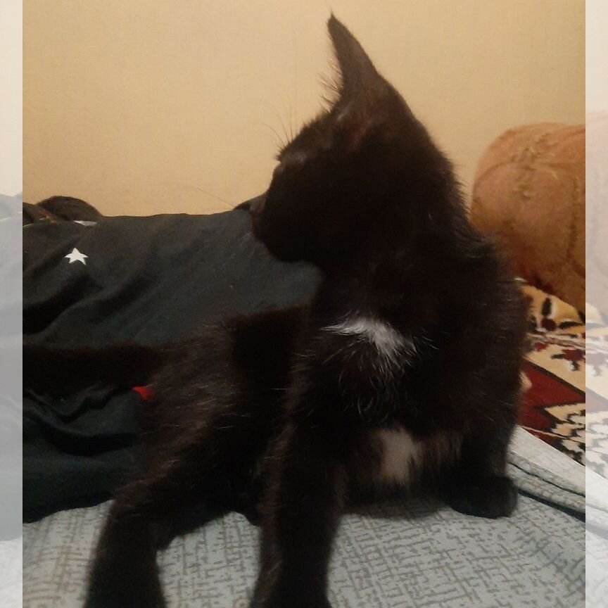 Котёнок в добрые руки