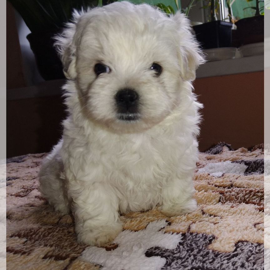 Мальтийская болонка, щенок