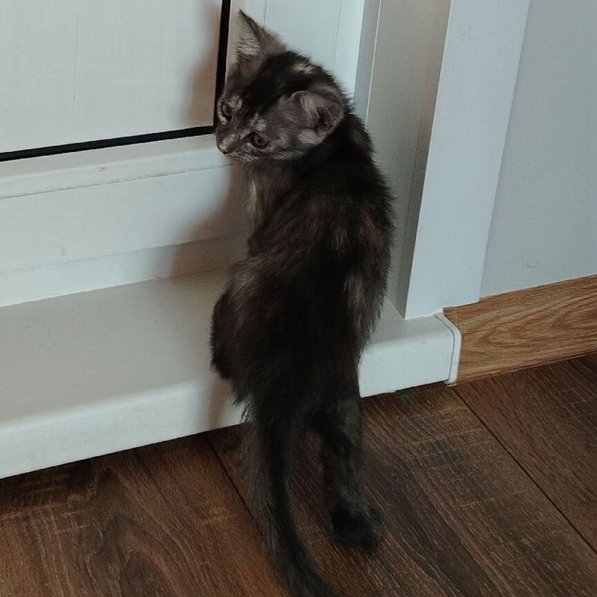 Европейский короткошёрстный котёнок