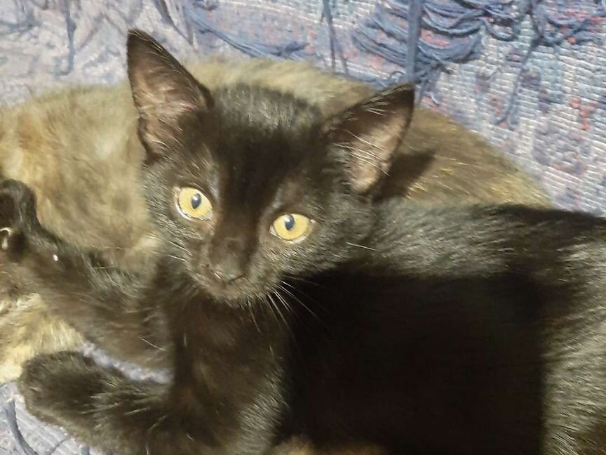 Котики в дар