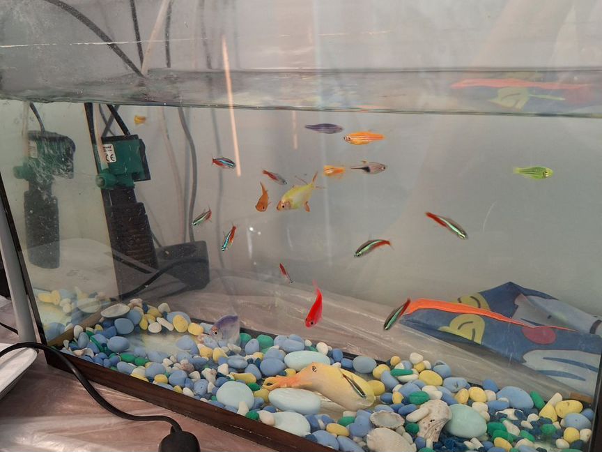 Аквариум с рыбками и черепаха