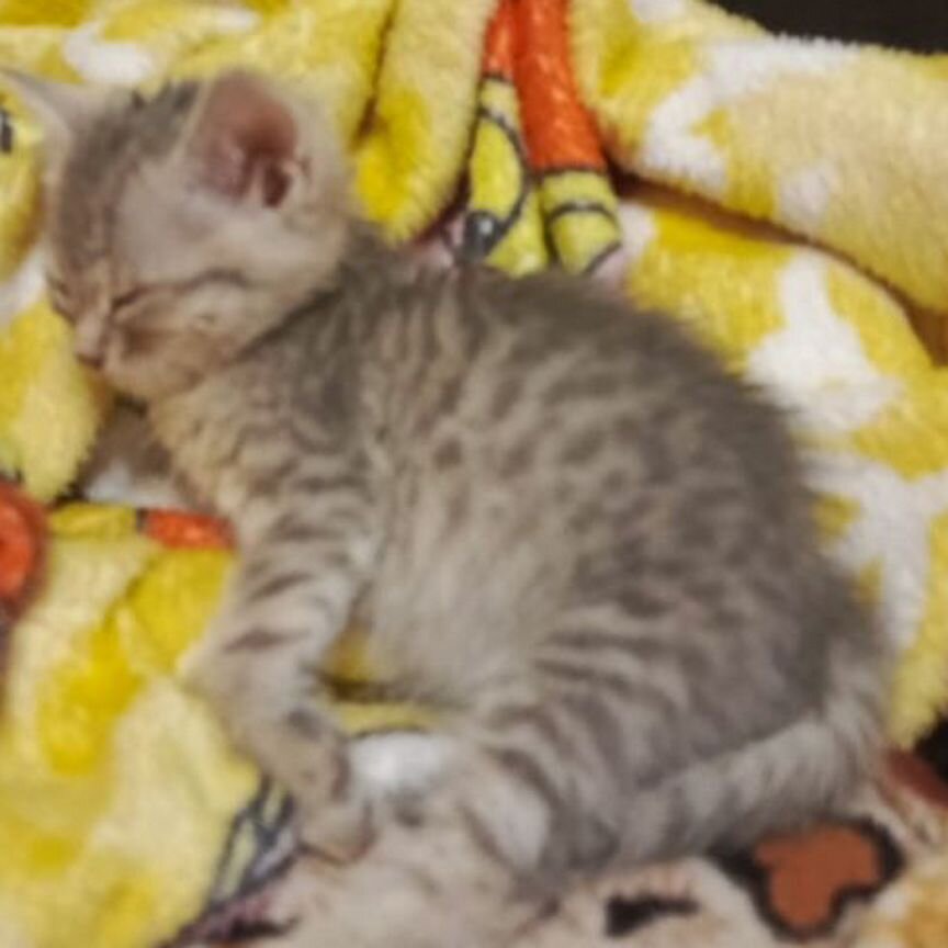 Котёнок ищет дом