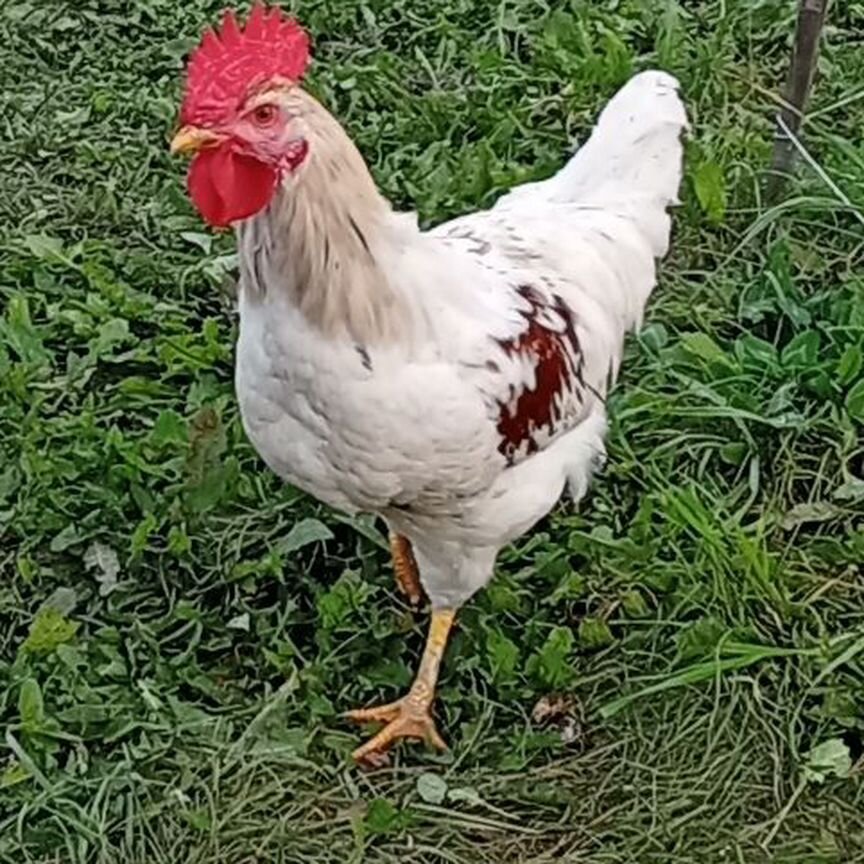 Продам петухов