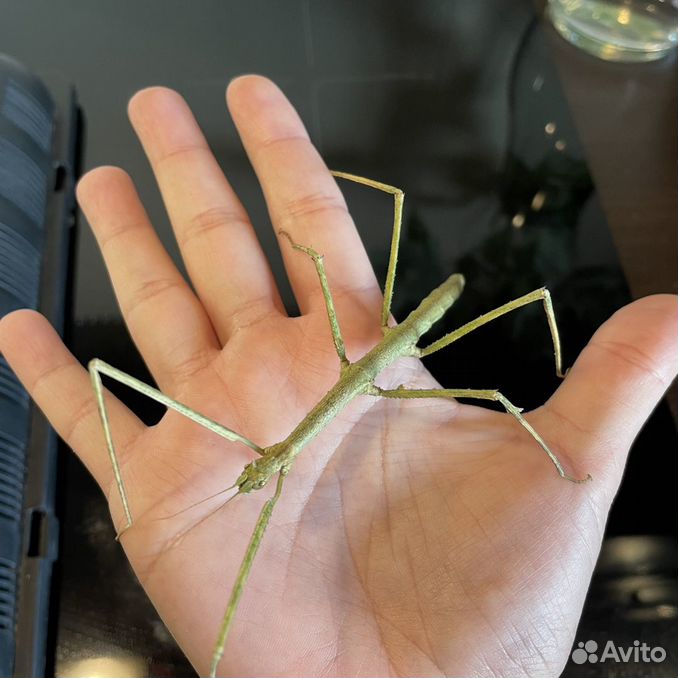 Анамский палочник