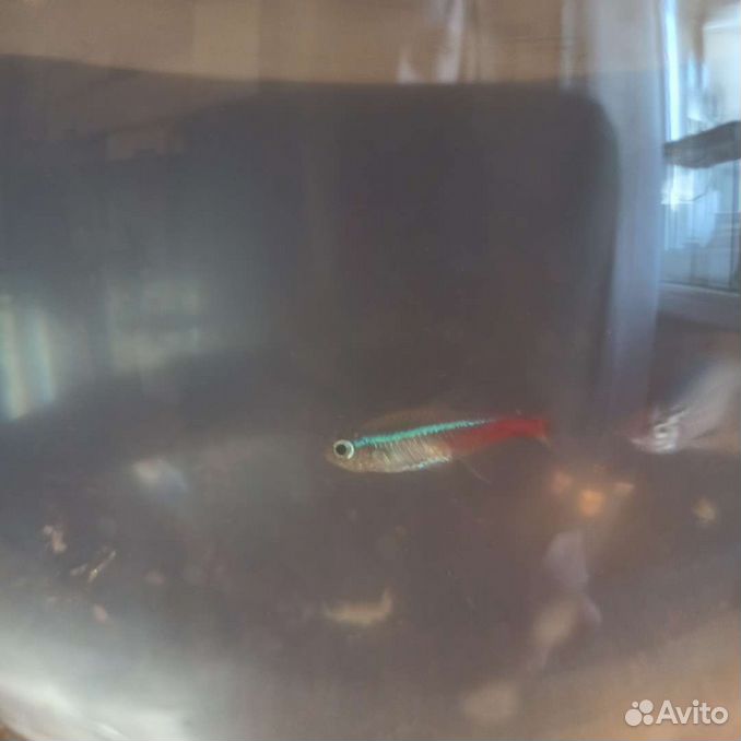 Отдам двух рыбок
