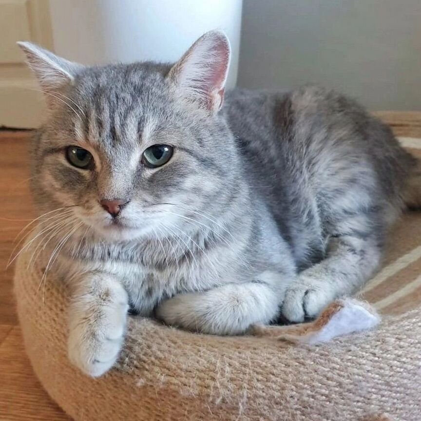 Котик кастрирован