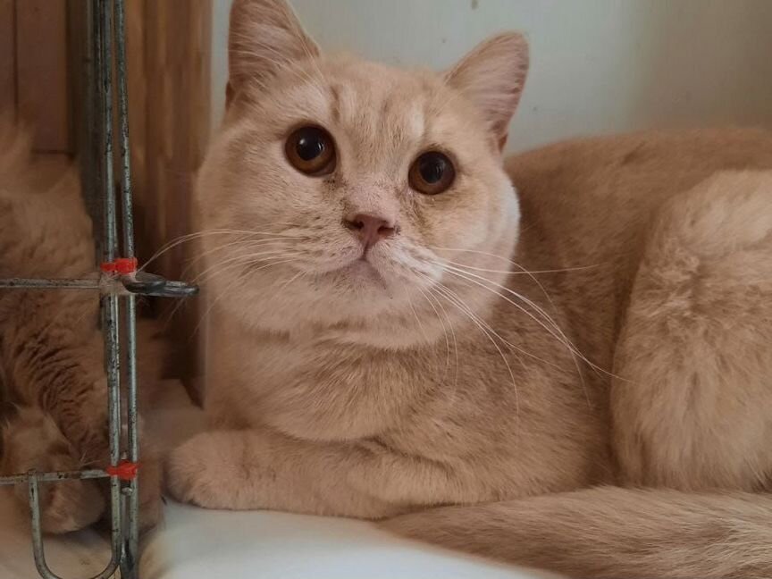 Британский короткошерстный котик Снуппи