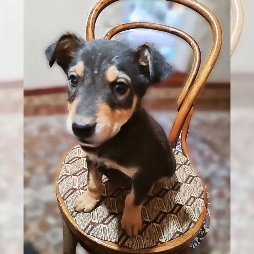 Щенок в добрые руки