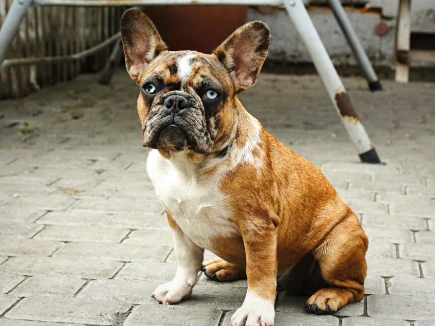Французский бульдог