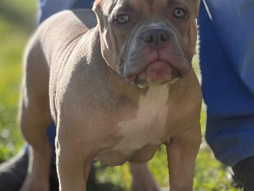 Американский булли покет