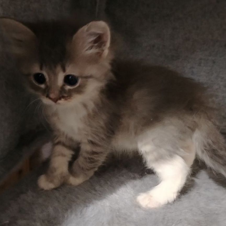 Котята от неразделённой любви