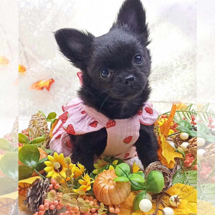 Чихуахуа длинношерстные девочки