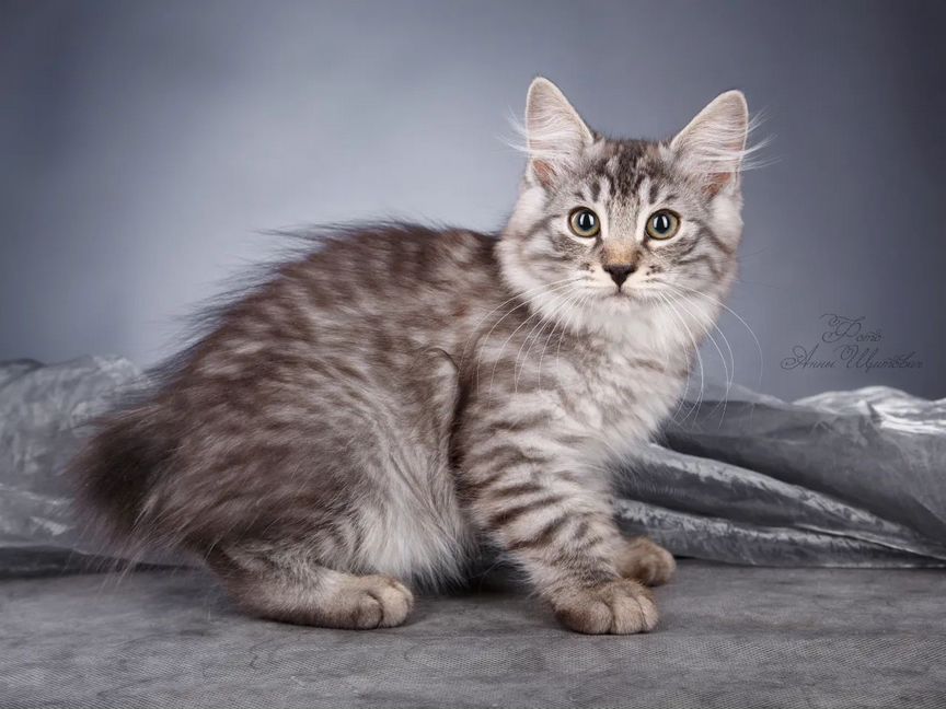 Каспер серебряный клубный мальчик