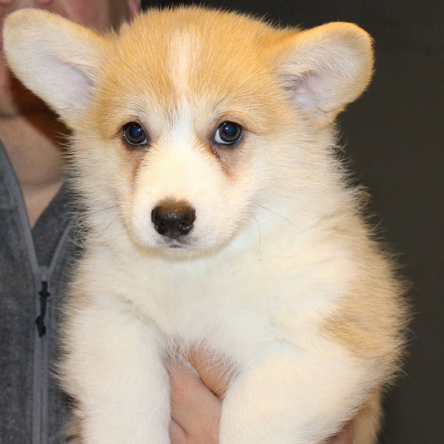 Вельш-корги Пемброк