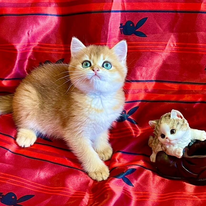 Чистокровная британка золотого окраса