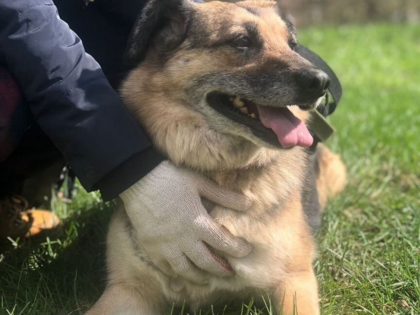 Собака Бывшедомашняя Глаша