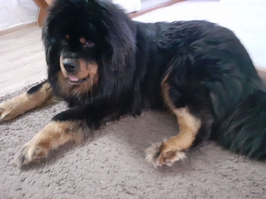 Тибетский мастиф щенки