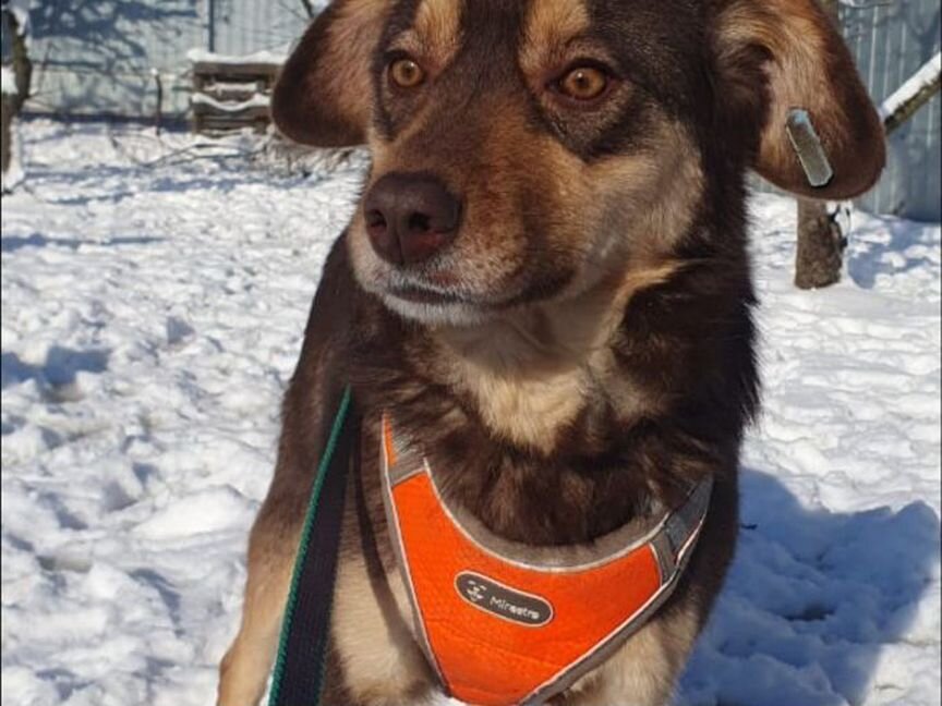 Собака Марта