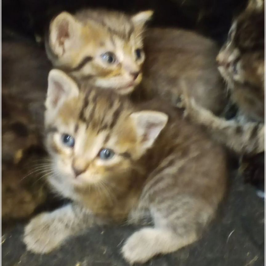 Эгейский котёнок
