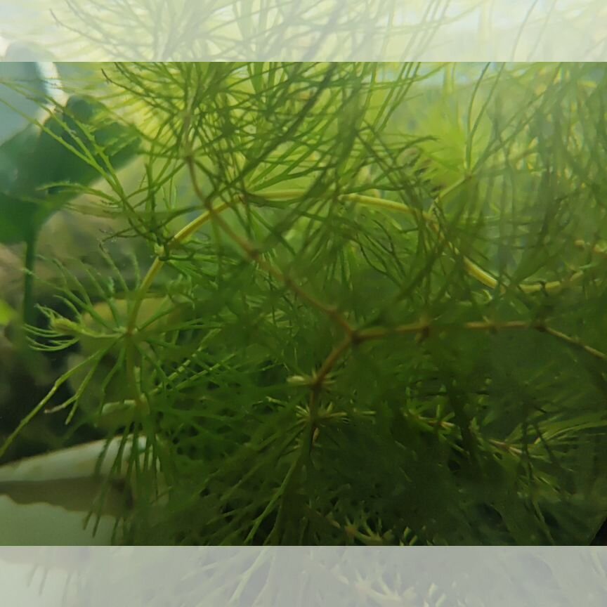 Роголистник в аквариум