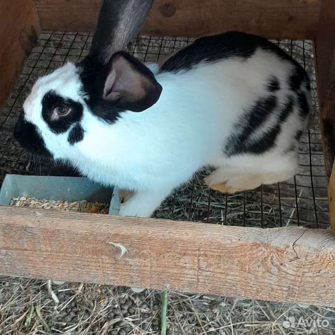 Калифорнийские кролики