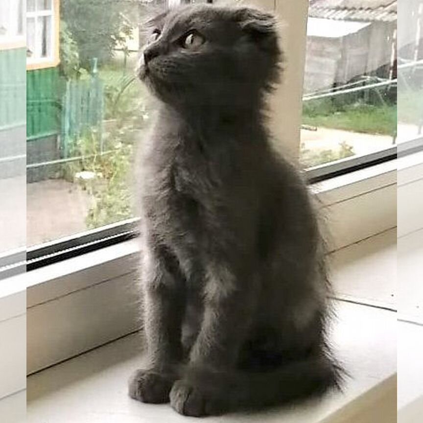 Котята в добрые руки бесплатно