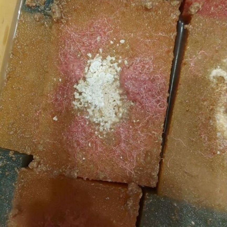 Трубочник изя