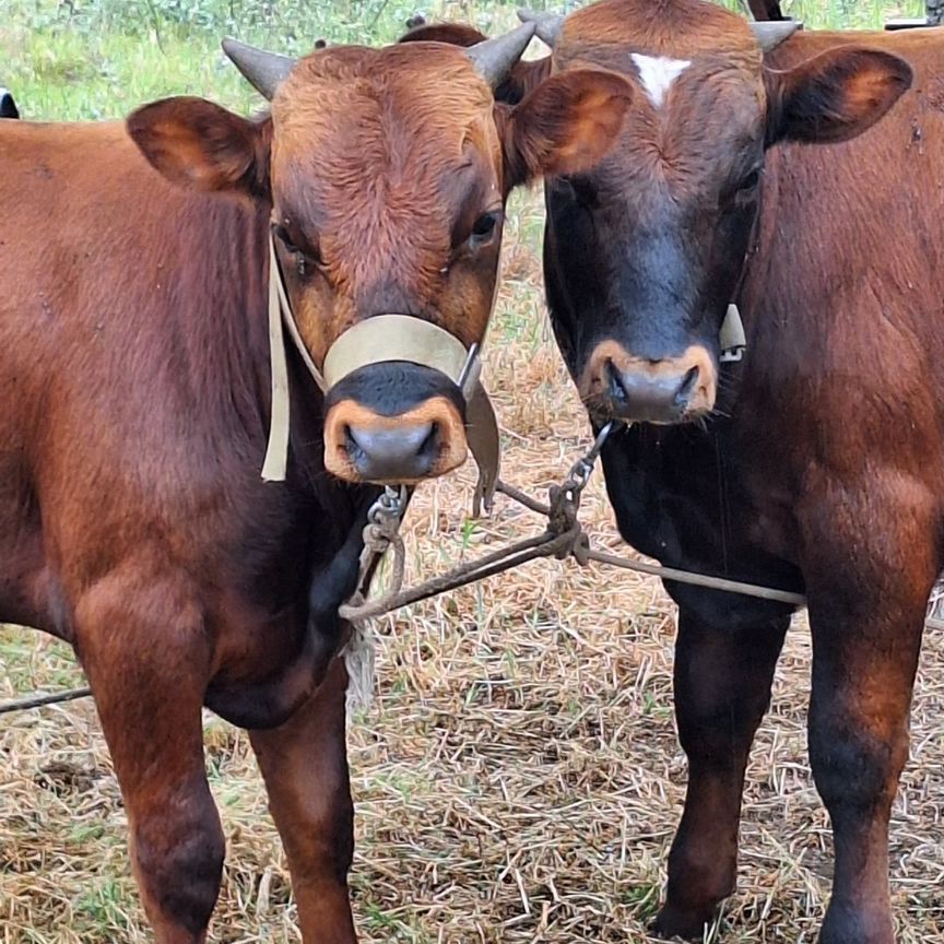 Ячмень озимый