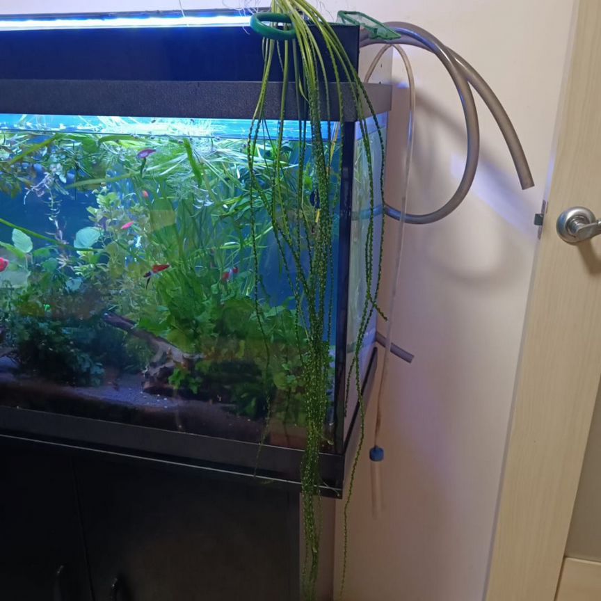 Растения для аквариума Кринум