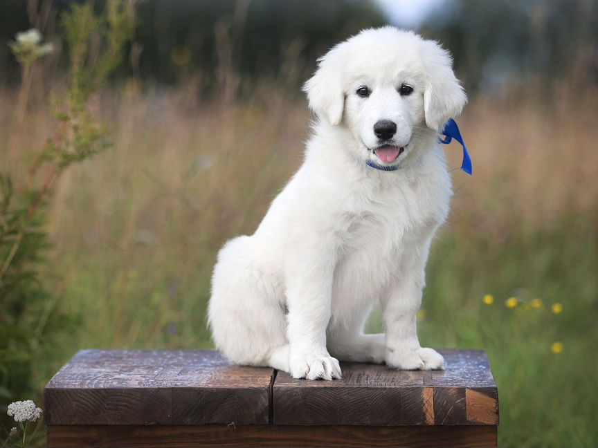 Словацкий чувач Щенки