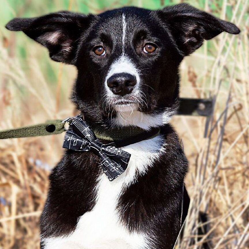 Щенок Ринго Старр ищет семью