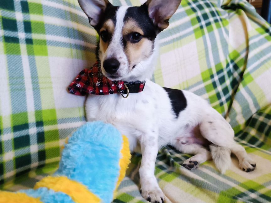 Супер кроха, коротколапый мальчик