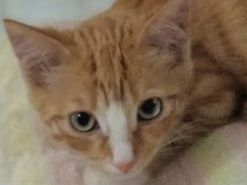 Рыжий котёнок котик без дома