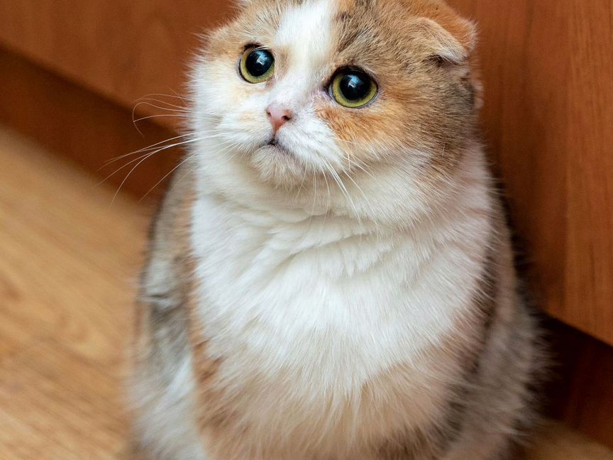 Шотландская вислоухая кошка