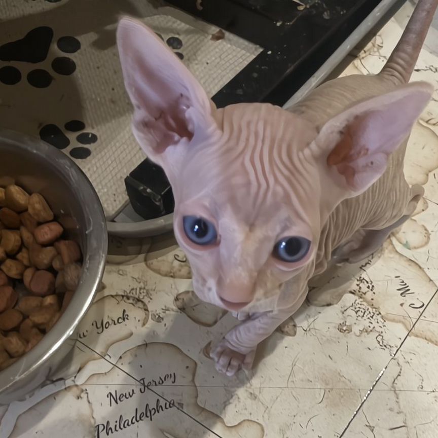 Канадский сфинкс котёнок