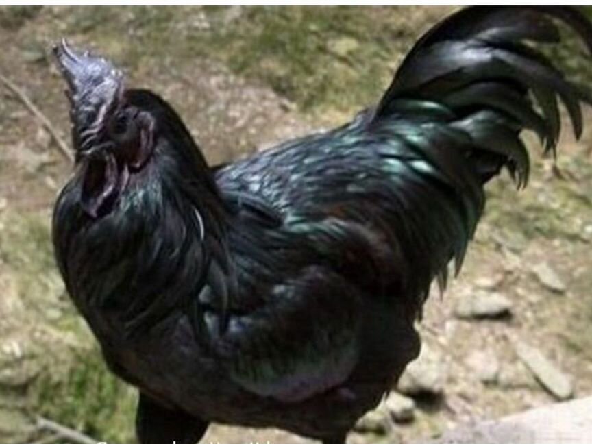 Черные куры ухейилюй петух и курицы