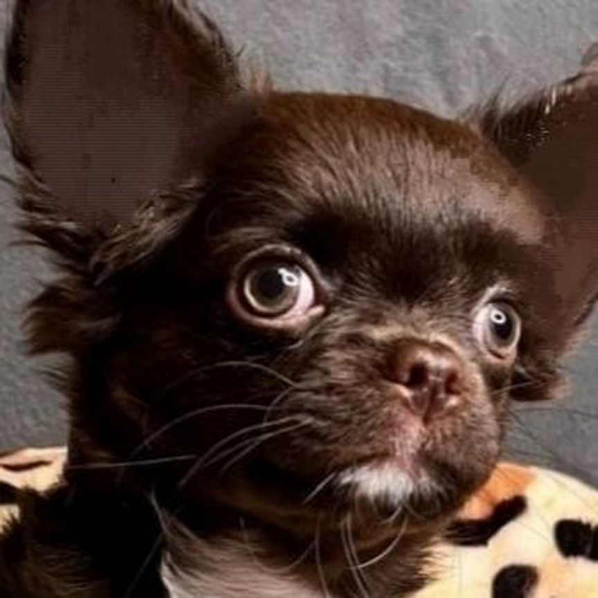 Чихуахуа, щенок