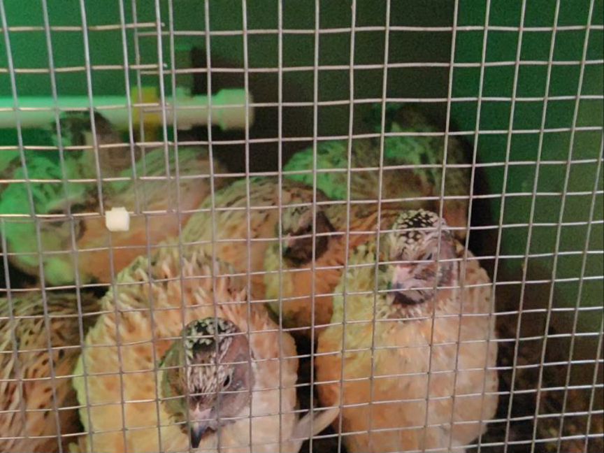 Самцы перепелов Фениксов золотистых утяжеленных