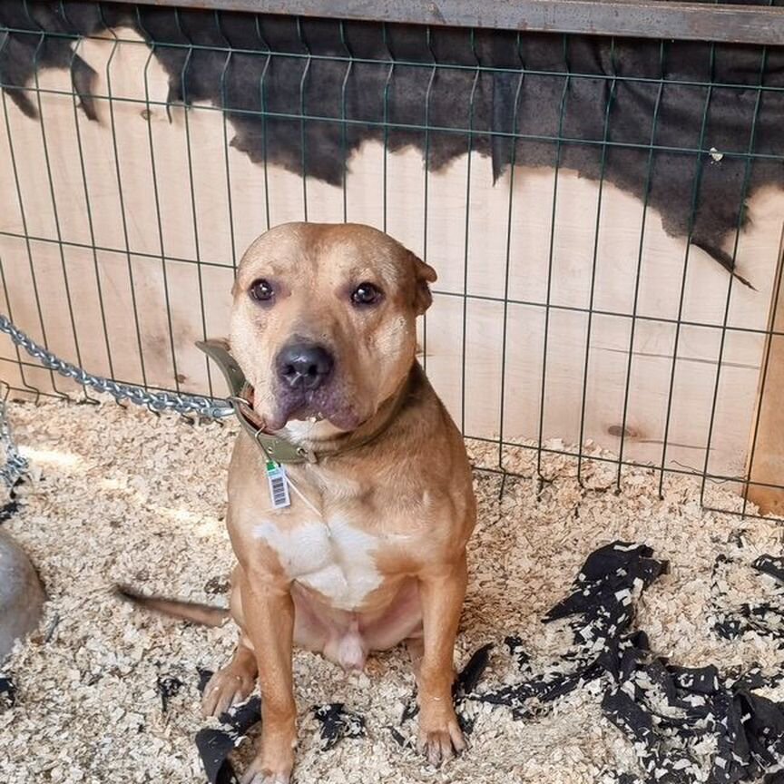 Собака в добрые руки