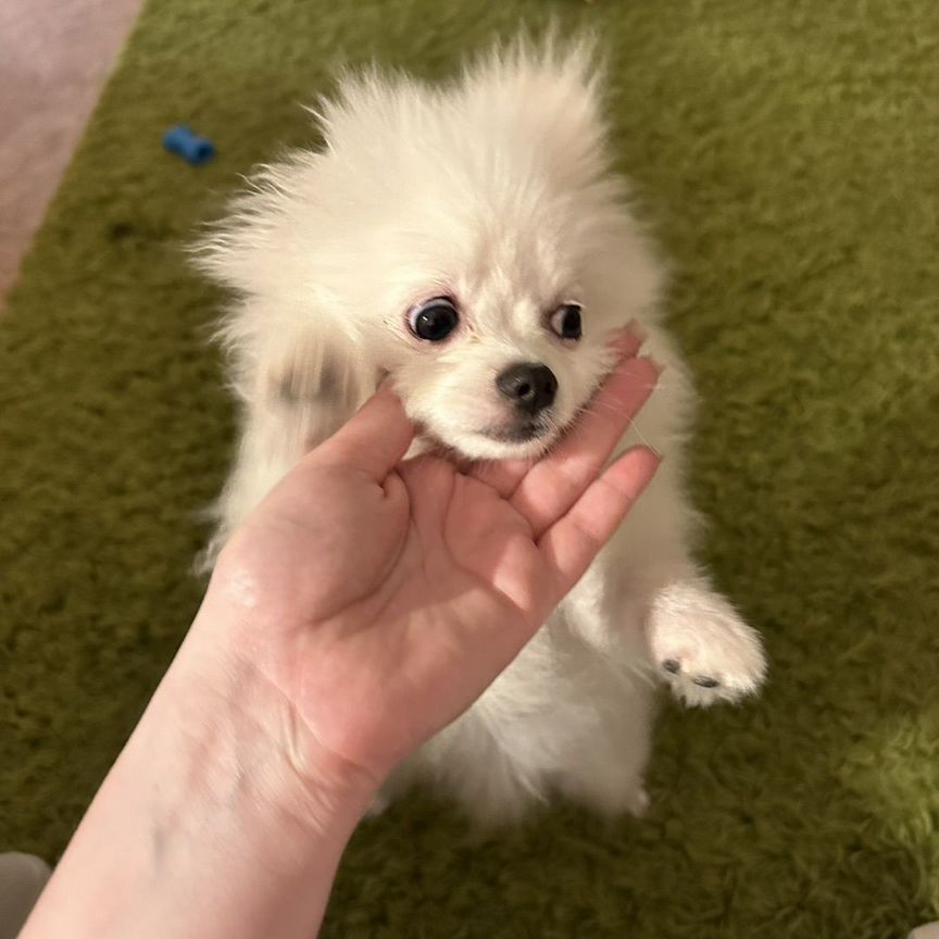 Немецкий шпиц