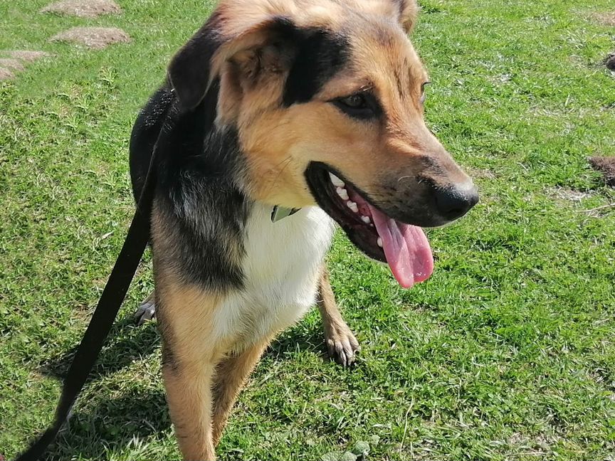 Молодая собака - компаньон, друг и охранник