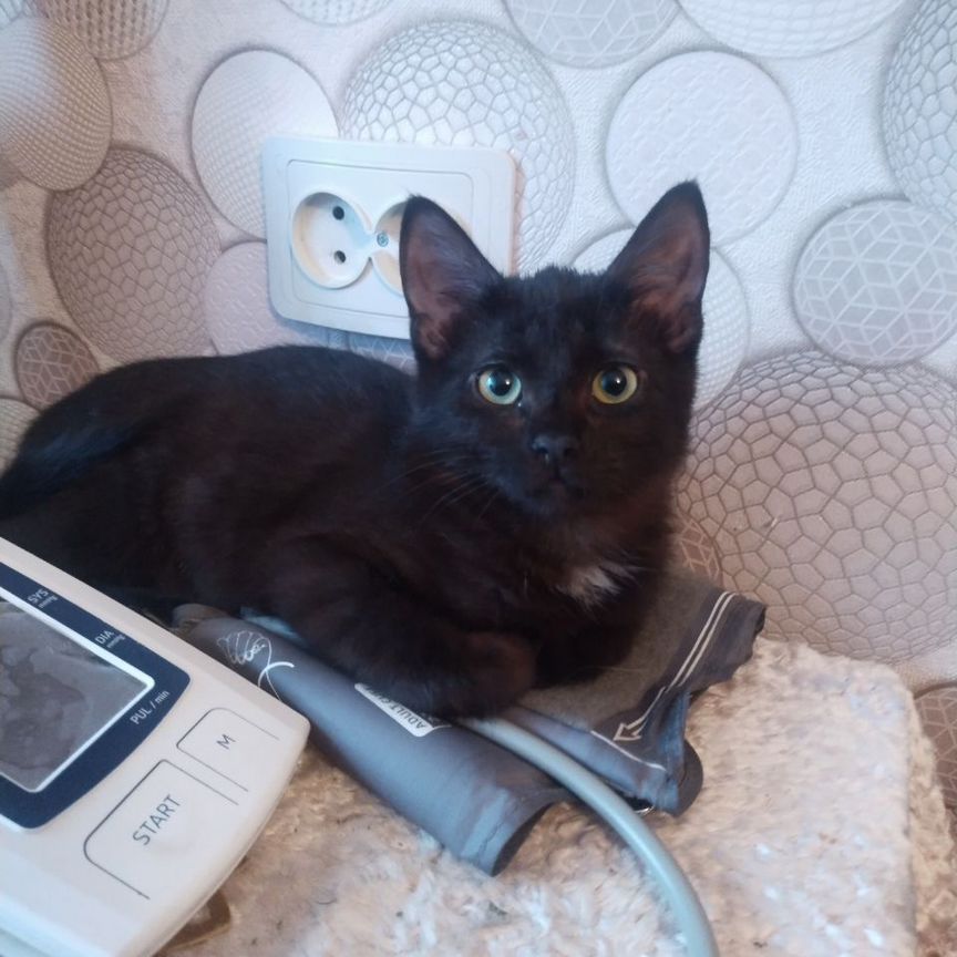 Черная кошка котенок