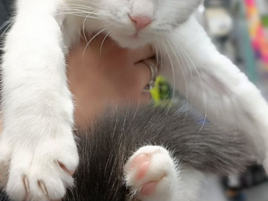 Котенок