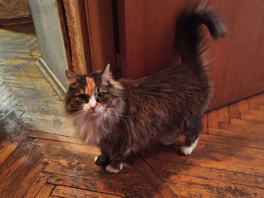 Кошки в добрые руки бесплатно