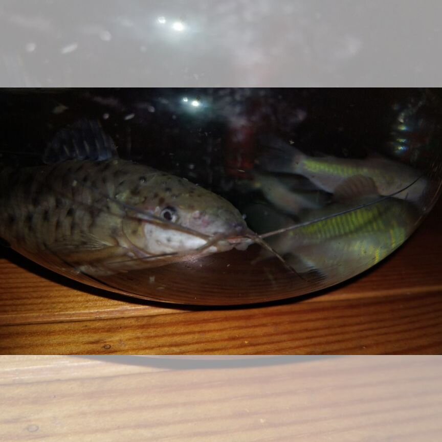 Сомы 3 коридораса и 1 анцитрус