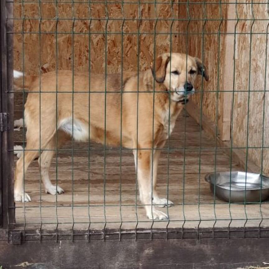 Взрослый пёс в добрые руки