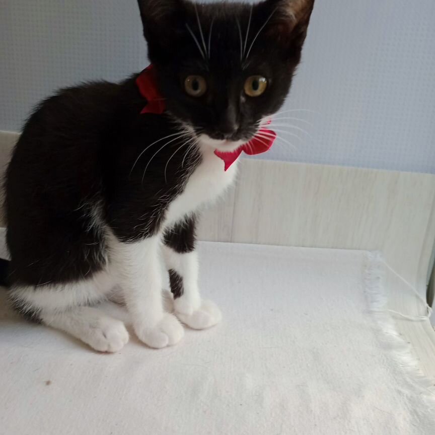 Котята в добрые руки бесплатно