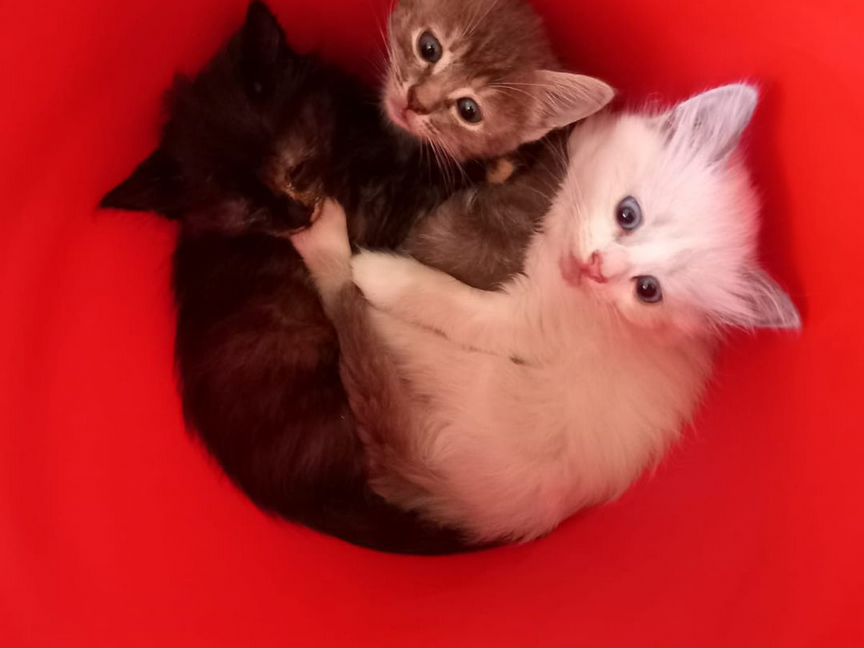 Отдам забавных котяток в хорошие руки
