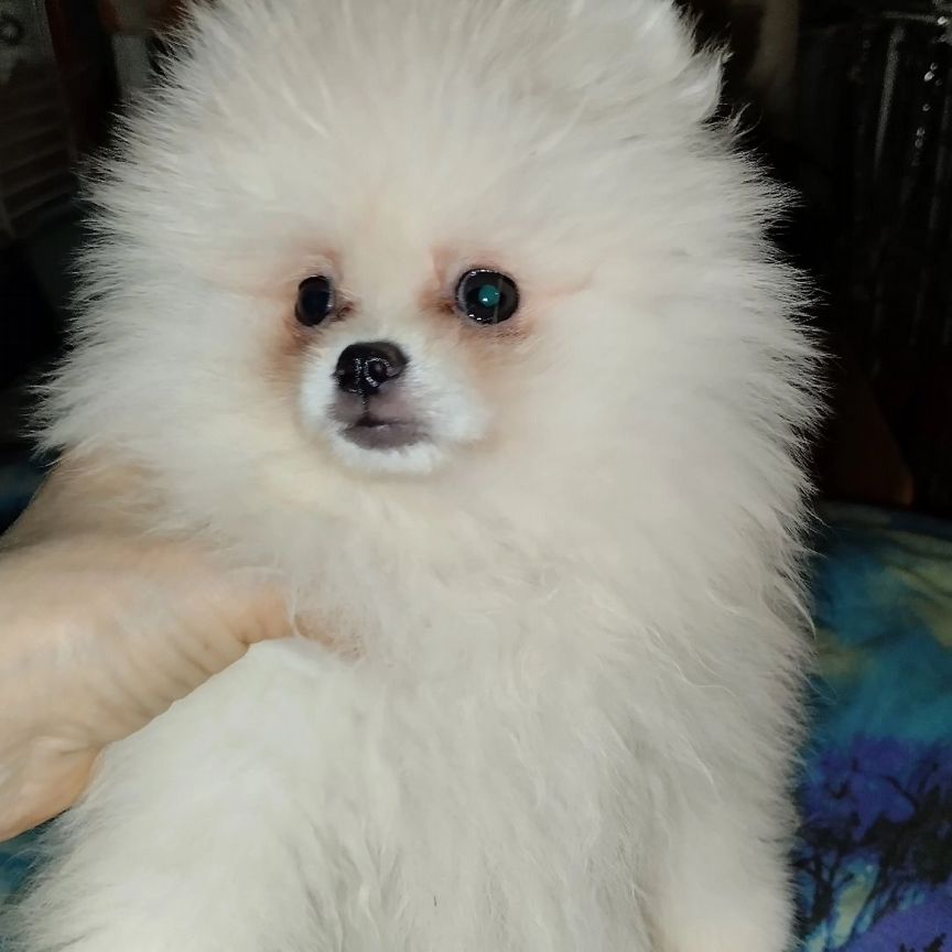 Щеночек шпица