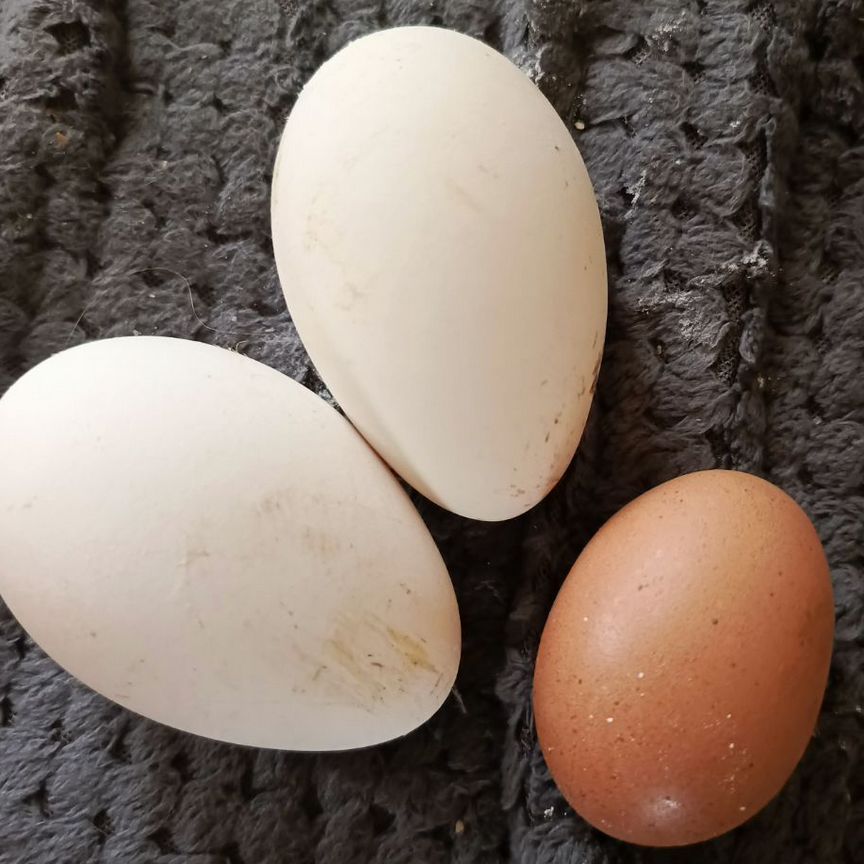 Инкубационное яйцо гусей